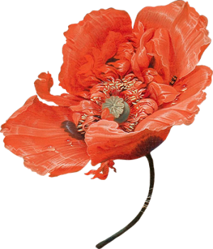 Tall Poppy Syndrome: What is it and Why? With Symptoms and 7 Strategies ...